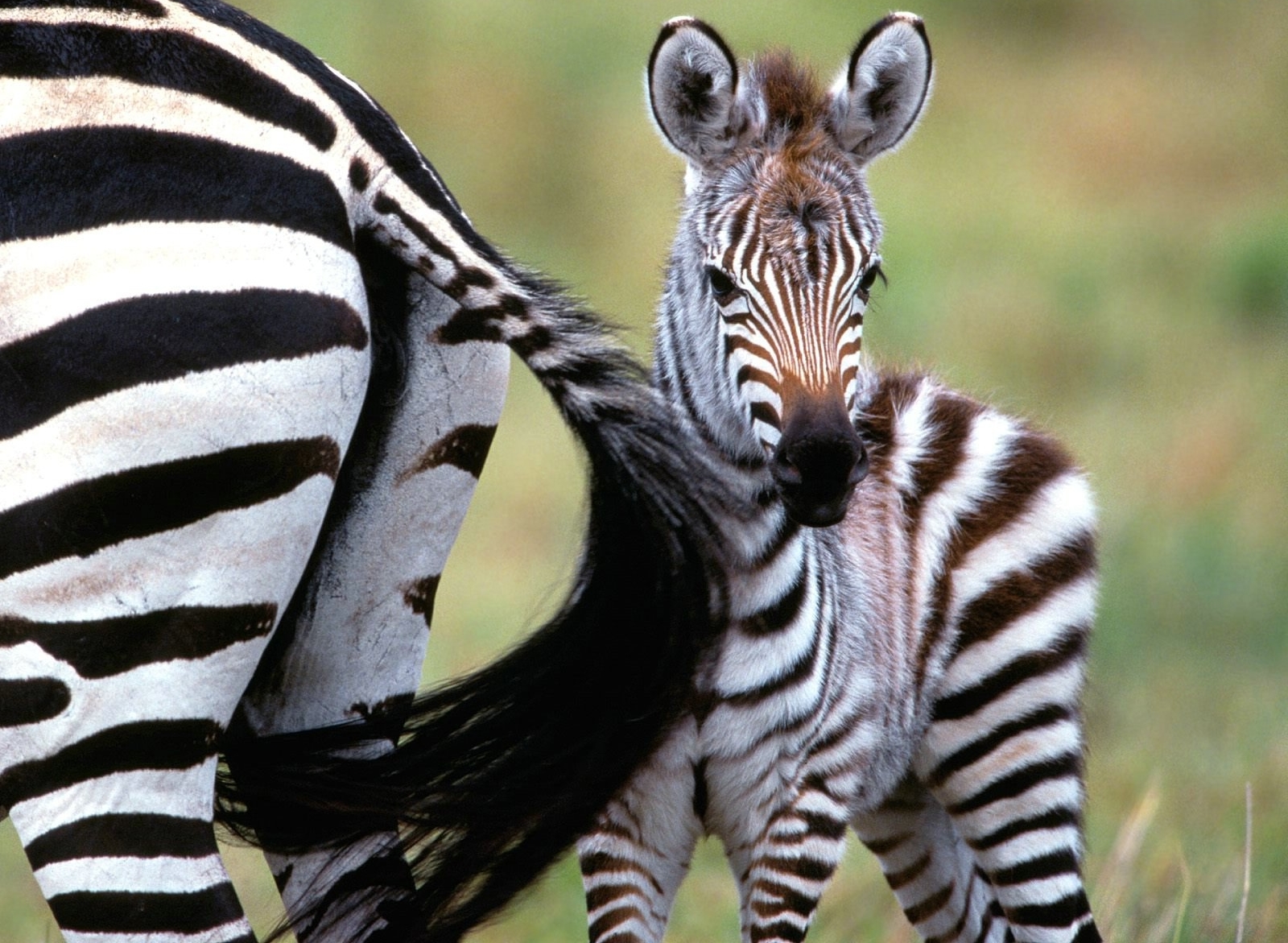 IMAGENES DE ANIMALES DE LA SABANA: IMAGEN CRIA DE ZEBRA CON SU MAMA
