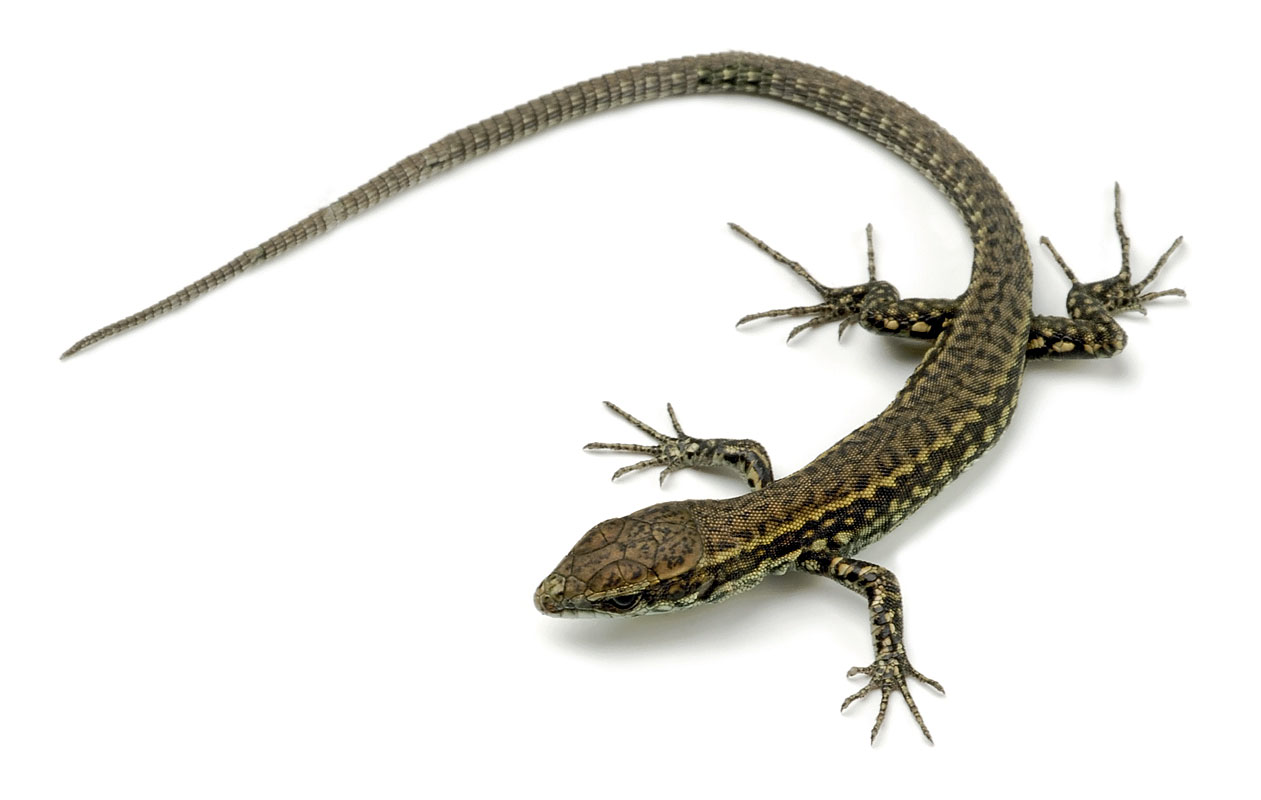 Kertenkele nedir ne demektir? Kertenkeleler - Laf Sözlük