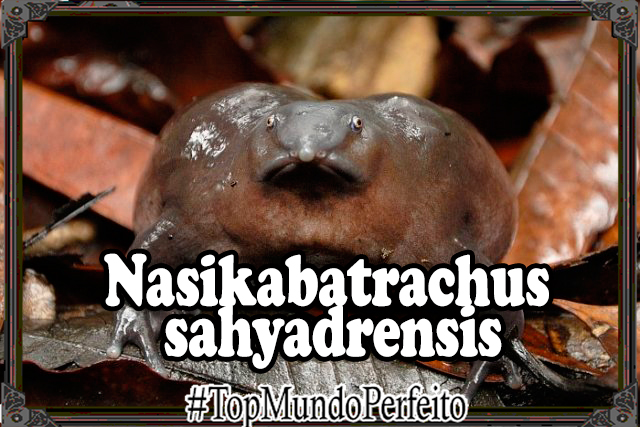 #TopMundoPerfeito - Top Mundo Perfeito Blog / Site / Faça Parte Desse ...