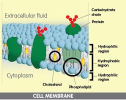 biologi 013: membran sel
