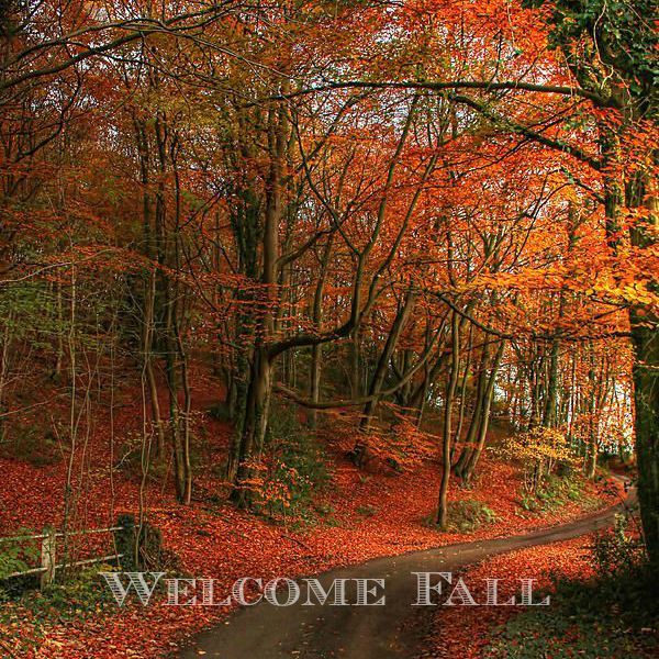 FOCAL POINT STYLING: Welcome Fall With These 14 Fall Inspirations