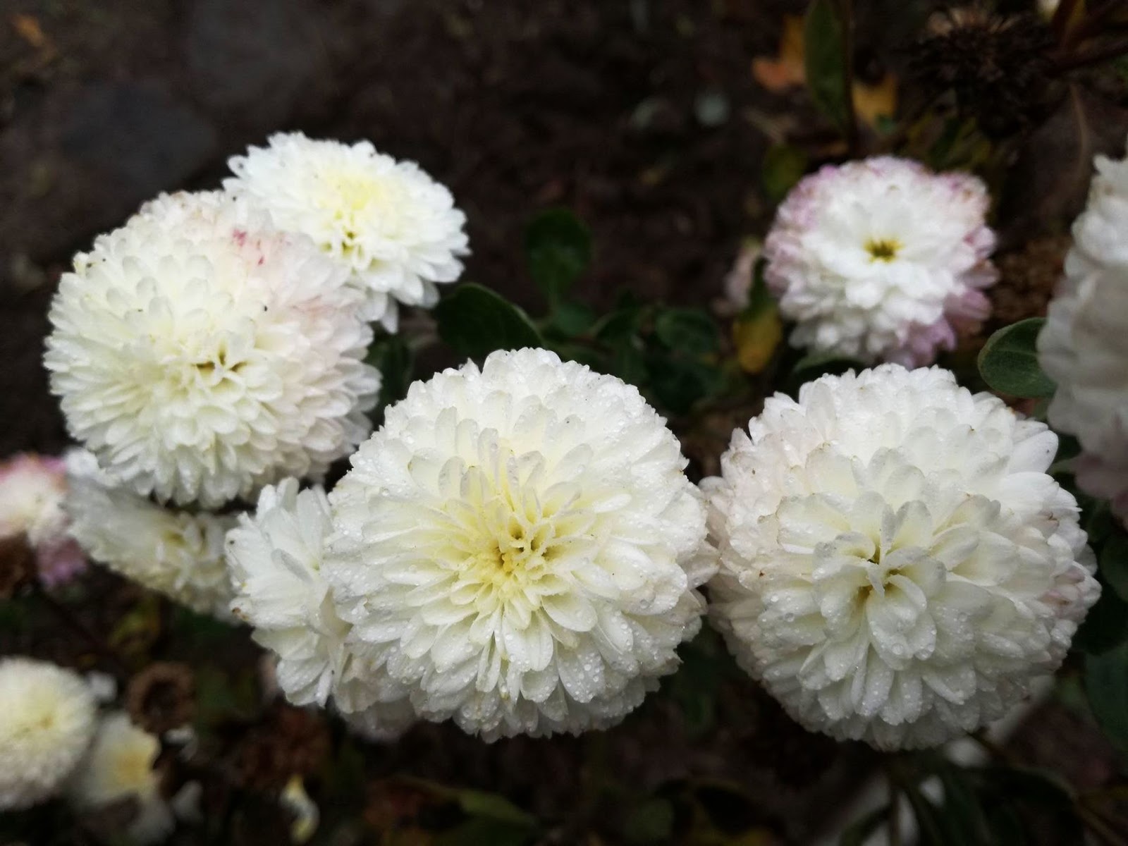 cele patru anotimpuri: Tufănele