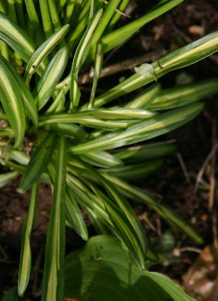 Hoot Owl Hollow: Itsy Bitsy Hostas