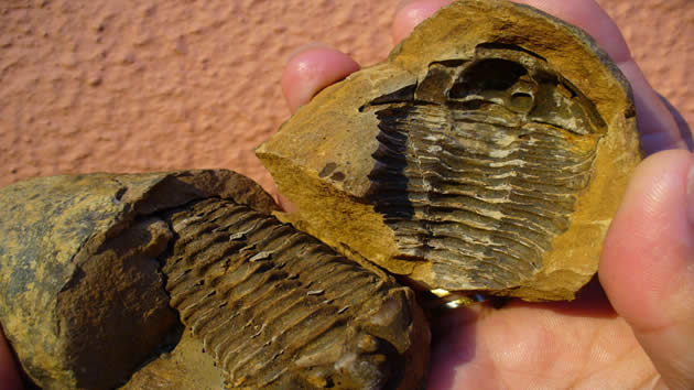 Manual del científico: ¿Qué es un fósil?