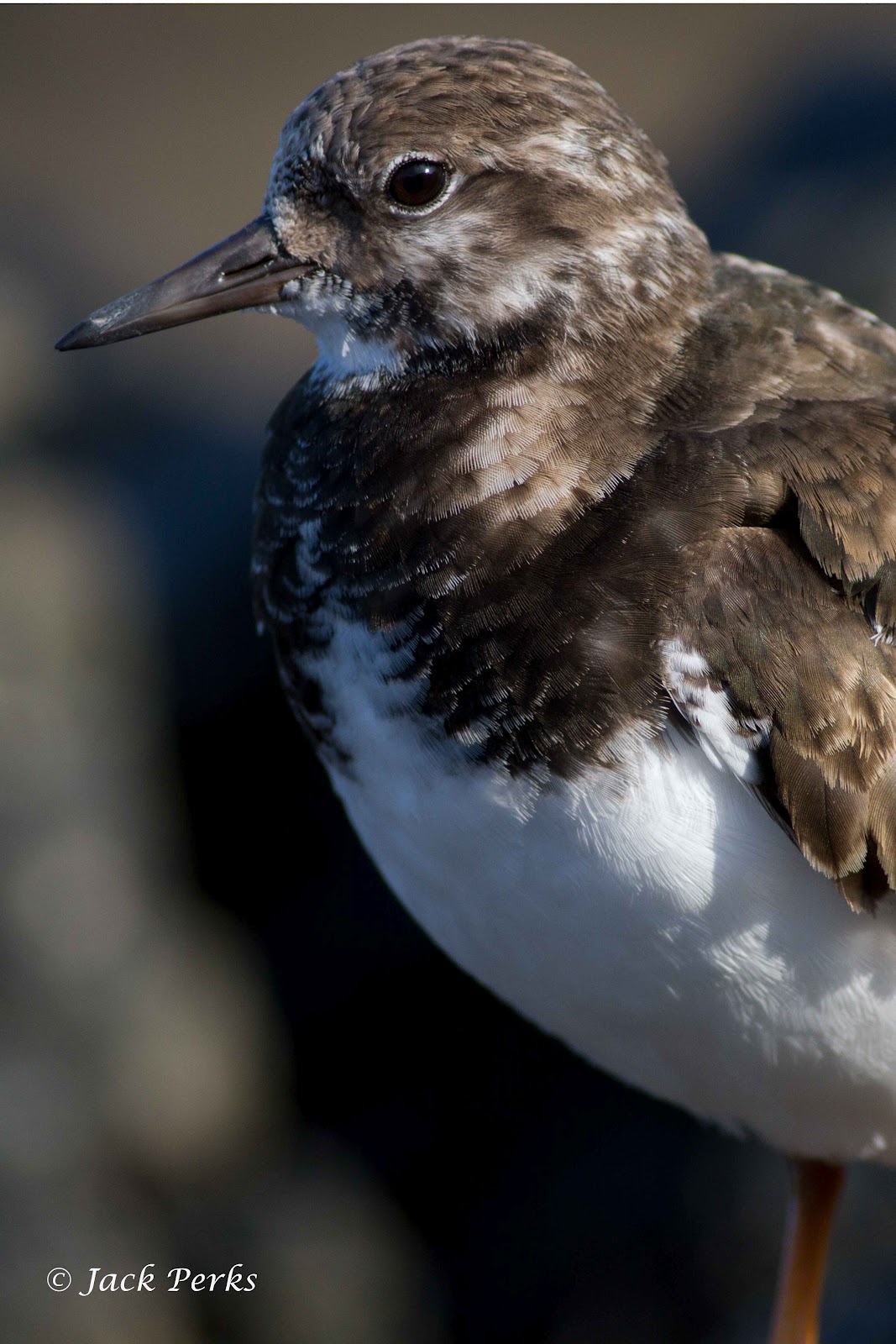 Jack Perks Photography: St ives Bird Photography