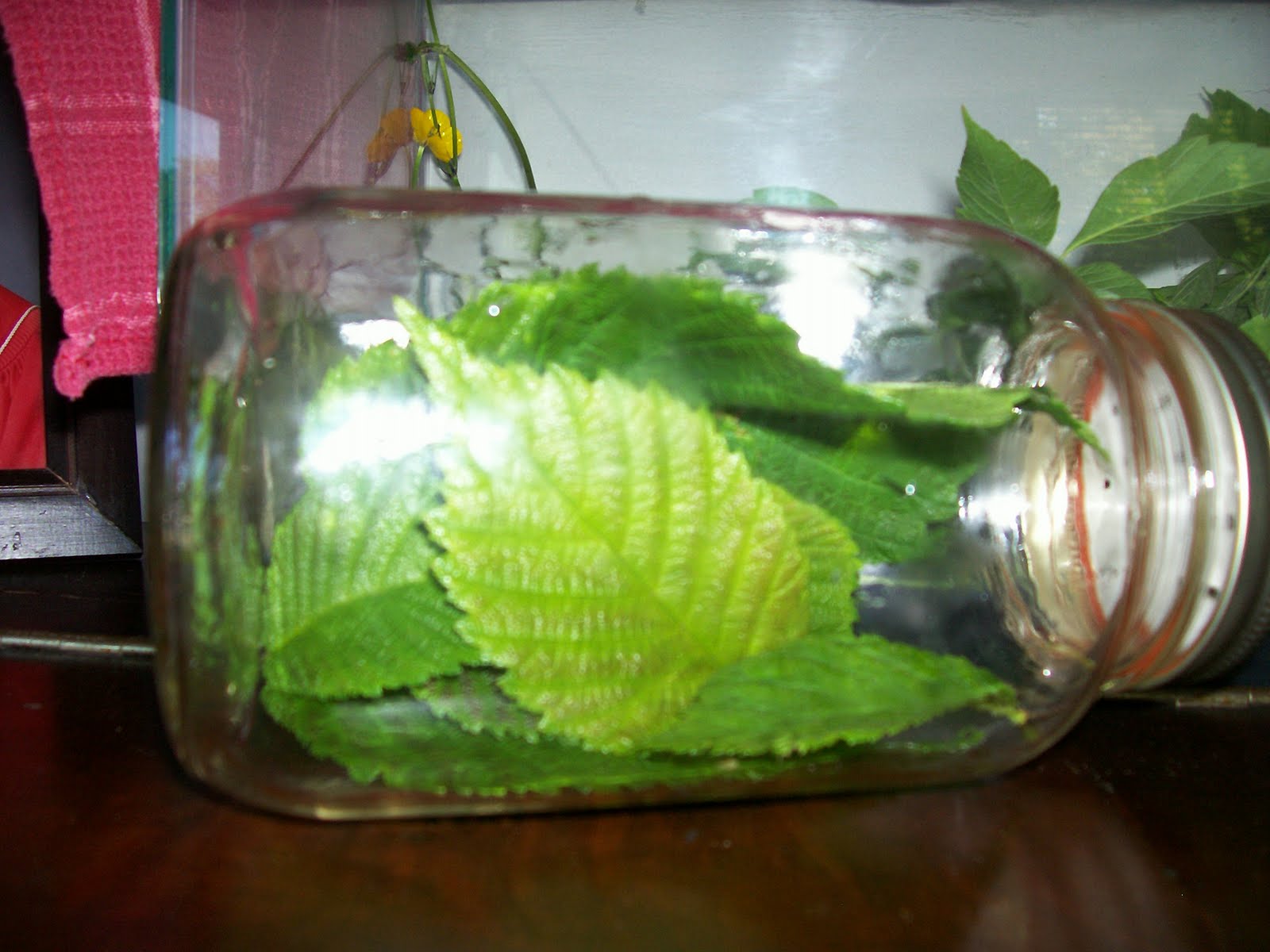 Pauley-Face Farm: Caterpillar Lapbook