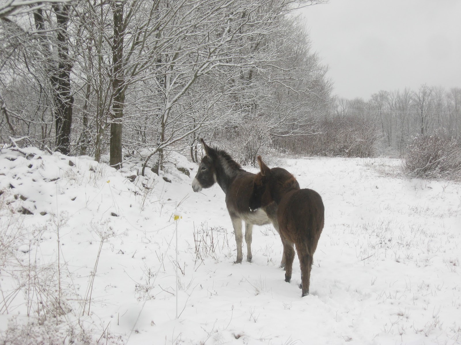 The Dancing Donkey: Snow Donkeys