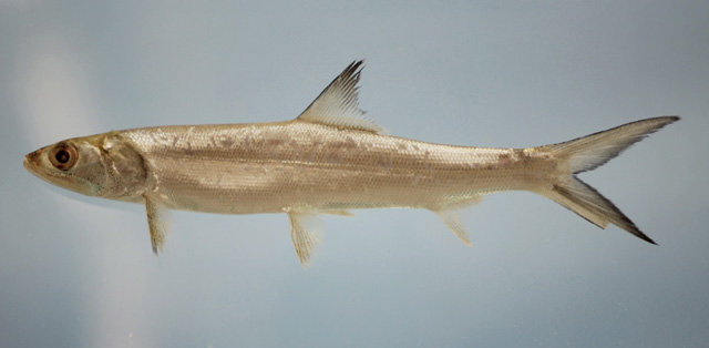 Fish Index: Ladyfish (Elops saurus)