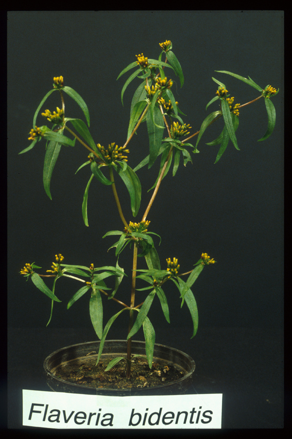 PLANT FAMILIES OF PUERTO RICO AND FLORIDA PAPO VIVES: ASTERACEAE TRIBU ...