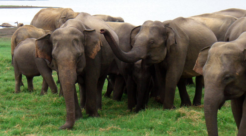 rainforest: sinharaja rainforest