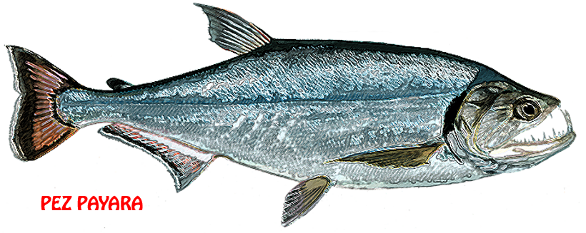 La Pesca del Pez Payara - El Vampiro