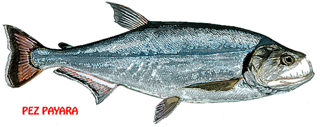 La Pesca del Pez Payara - El Vampiro