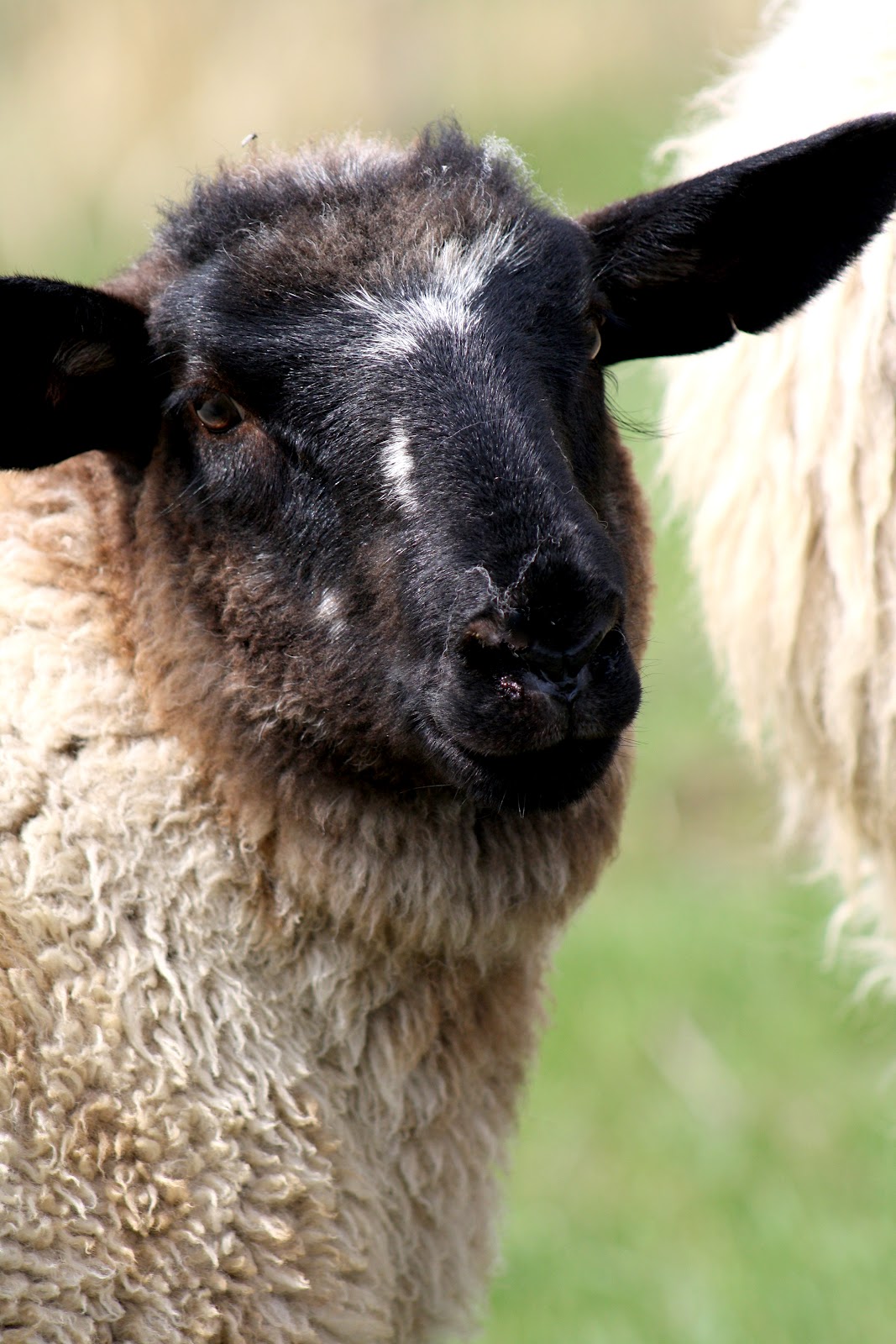 manymuddypaws: Hey Ewe!