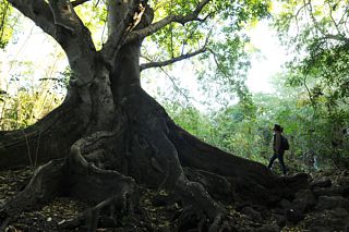 FLORA Y FAUNA EN LA REGION DE SINALOA
