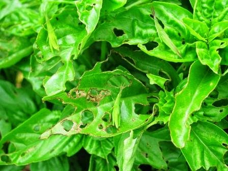 Eudlo Seed Savers Group