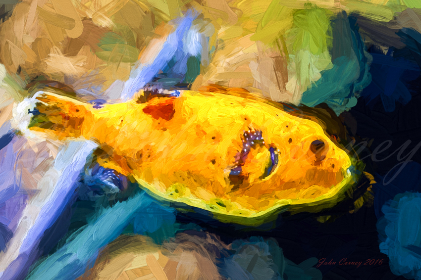 Photography and Digital Art by John Corney: Guineafowl Pufferfish ...