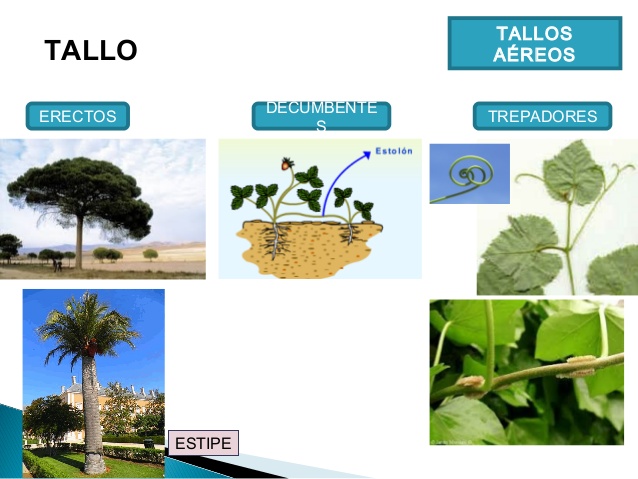 Tipos de tallos- Descripción de la morfología de la planta.