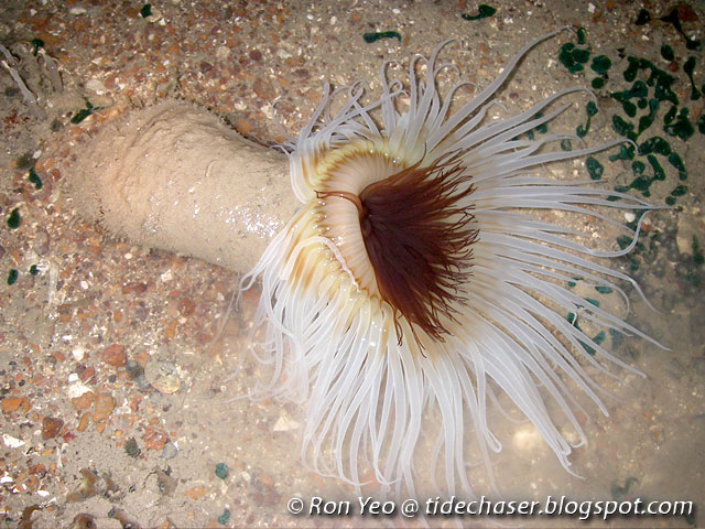 tHE tiDE cHAsER: Tube Anemones (Phylum Cnidaria: Order Ceriantharia) of ...