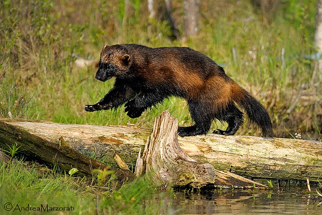 Info animales: MUSTÉLIDOS