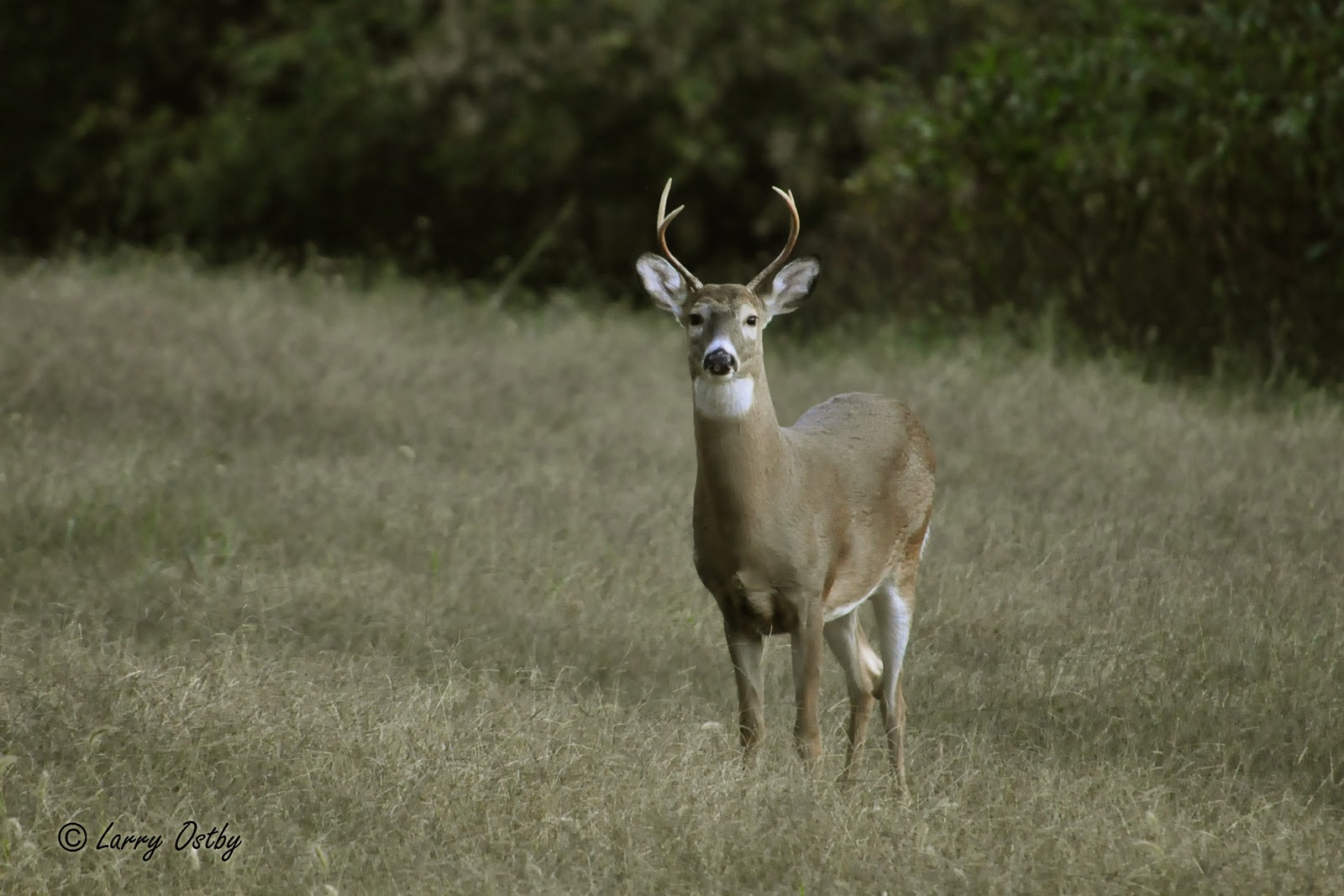 Larry Ostby's Wild Critters: Whitetail Buck and a bit of Fall Color