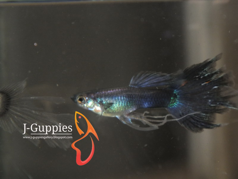 J-Guppies Gallery: Black Moscow