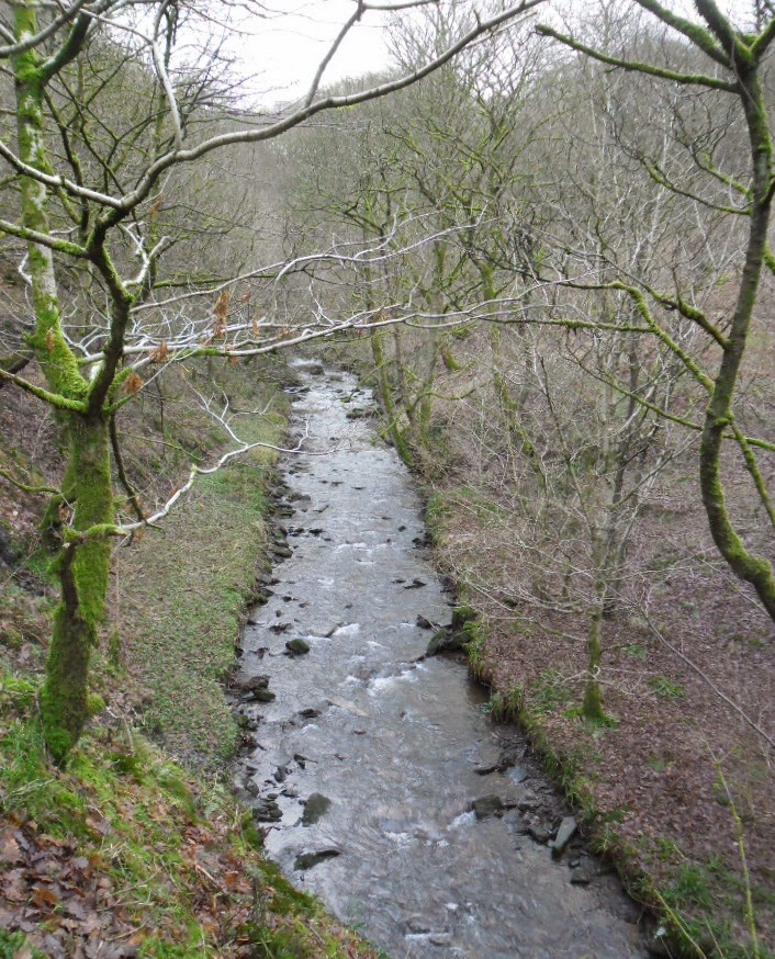 Pat Papertown 2: Carr Wood, near Ashworth Valley