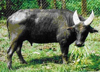 Largest Philippine Wild Animal, The Tamaraw | Top Trending News Now ...