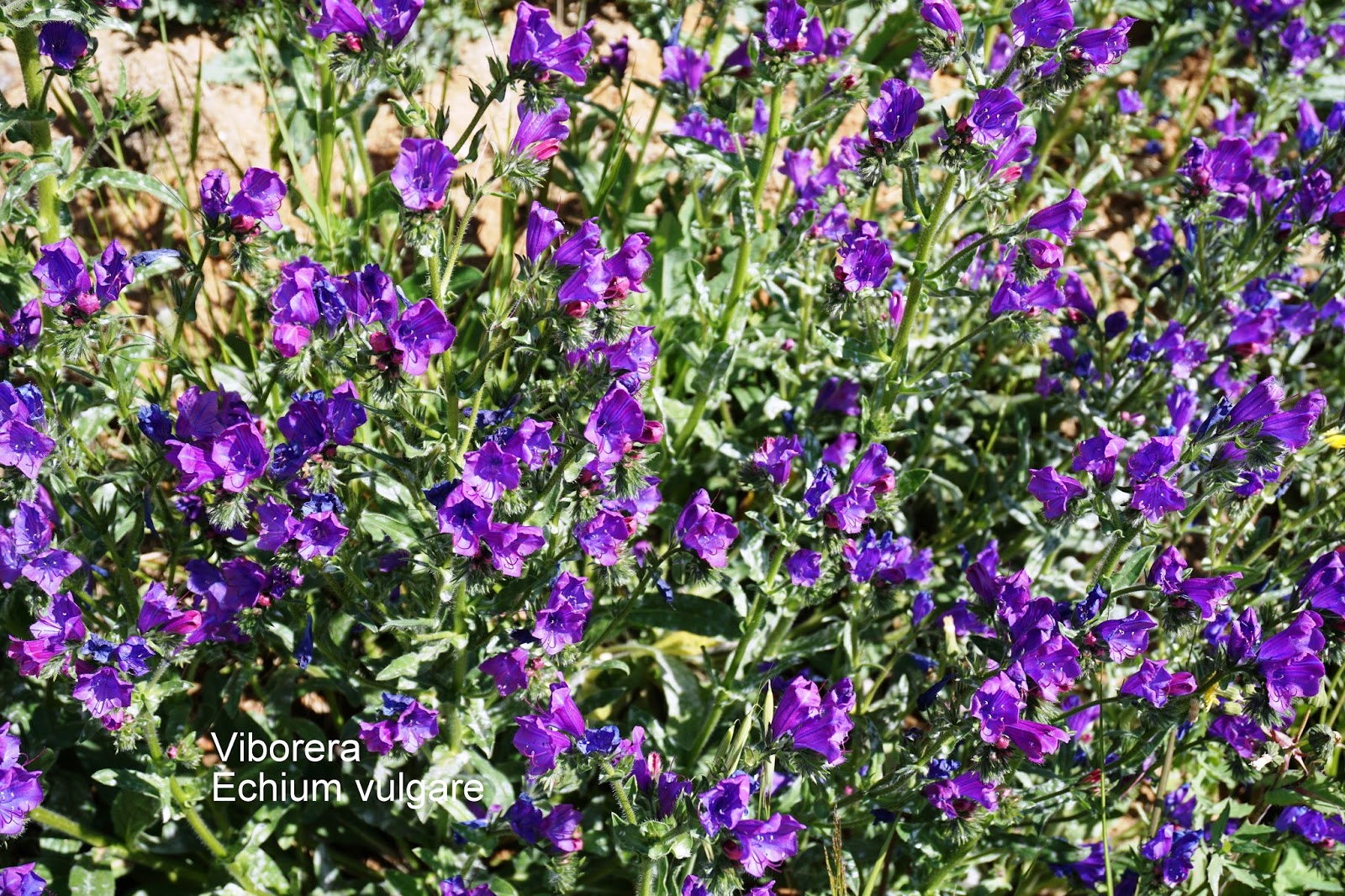 Plantas de Huerta Otea, Salamanca: Viborera, buglosa, chupamieles ...