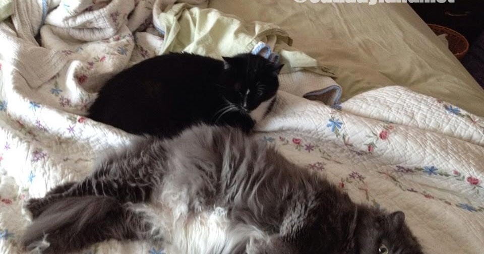 Catladyland: Cats are Funny: Score One For the Sweet Pariah