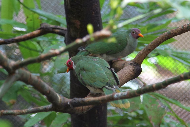 Bird Directory: Jambu Fruit Dove
