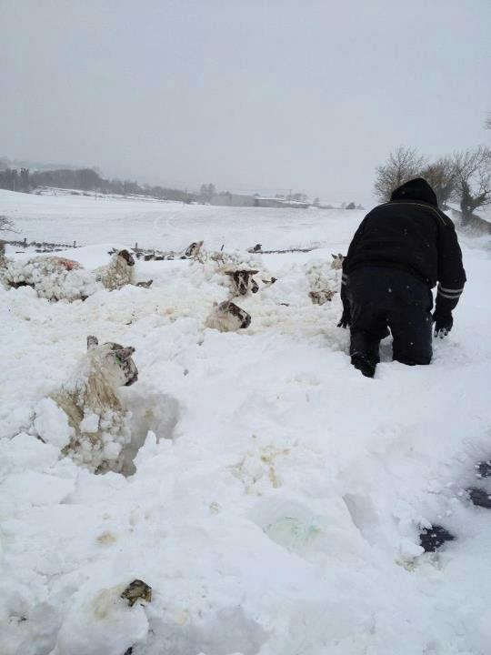 Snow! Snow! Snow! - North American Manx Association