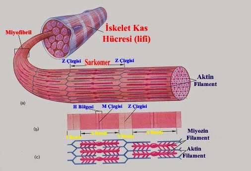 COACH_17: KASLAR VE ÖZELLİKLERİ
