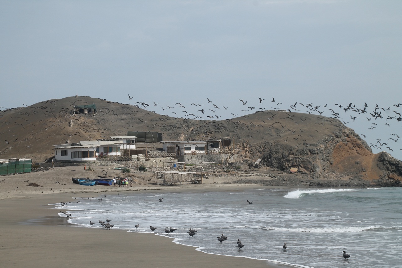 Tititrek excursiones, campamentos y exploraciones: PUNTA PATILLOS - HUARMEY