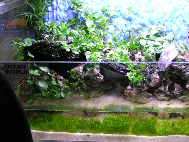 My Fresh Water Aquarium - Natural Planted Tank (Walstad Method).: Half ...