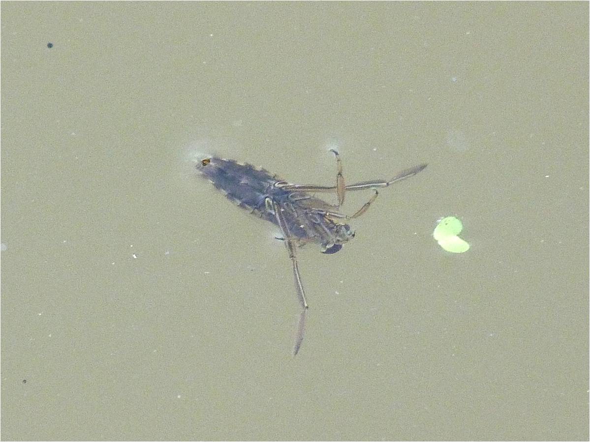 Insects of Scotland: True Bugs