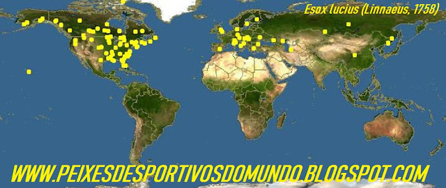 PEIXES DESPORTIVOS DO MUNDO: O LÚCIO - Esox lucius (Linnaeus, 1758)