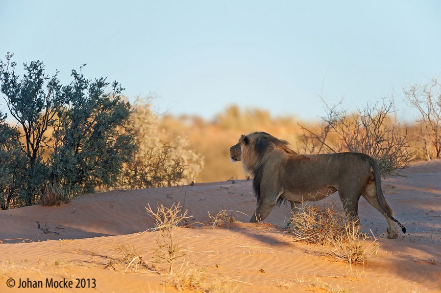 Johan Mocke Photography: "My Lion" for one hour in the Kgalagadi