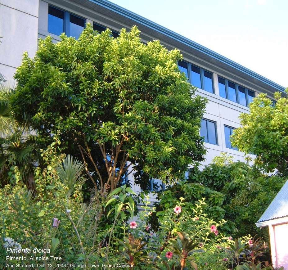 CaymANNature: Cayman PLANTS