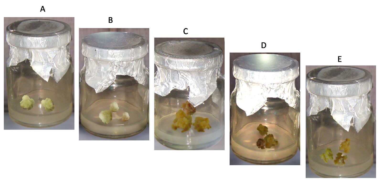 bio tum: INDUKSI KALUS TANGKAI DAUN SIRIH MERAH (Piper crocatum) DENGAN ...