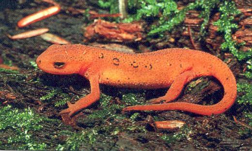 Newt - True Wildlife Creatures