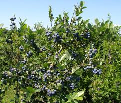 plantatia ta care iti asigura viitorul: plantatie de afine