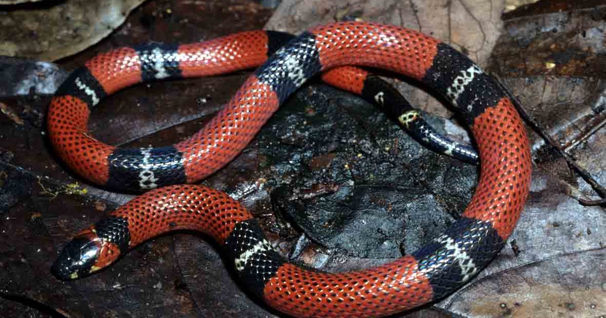 Serpentes Brasileiras ~ Enciclopédia Global™