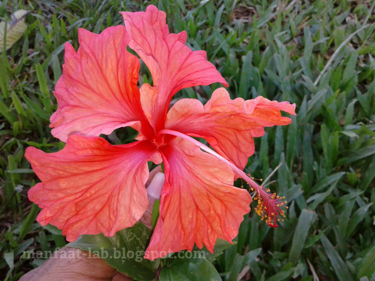 Macam-macam kembang sepatu - Manfaat-Lab