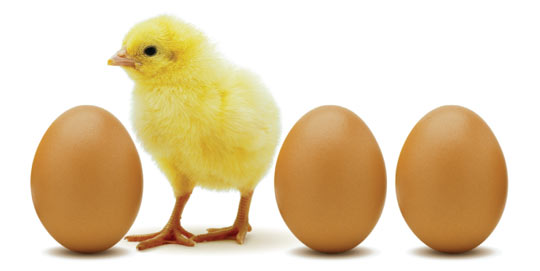 Imágenes del mundo animal: Pollitos