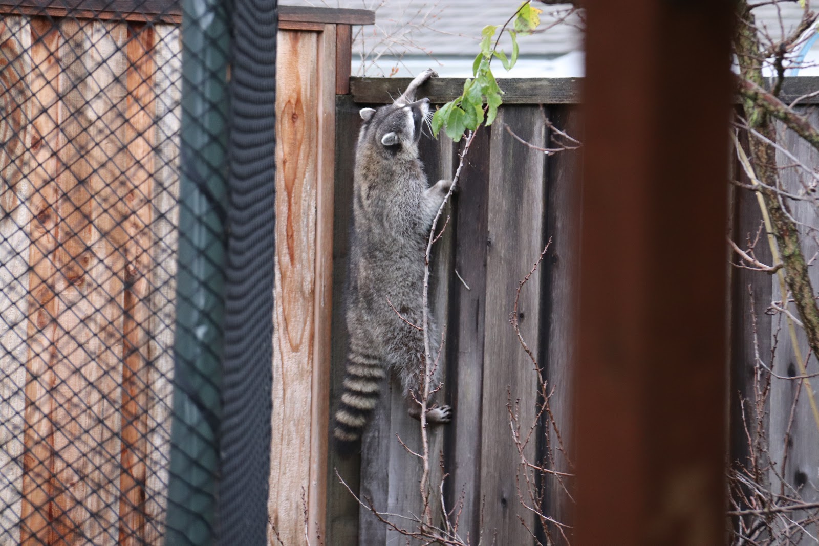 Lostentry - Welztalbahn, Model Railroading, and more: Racoons