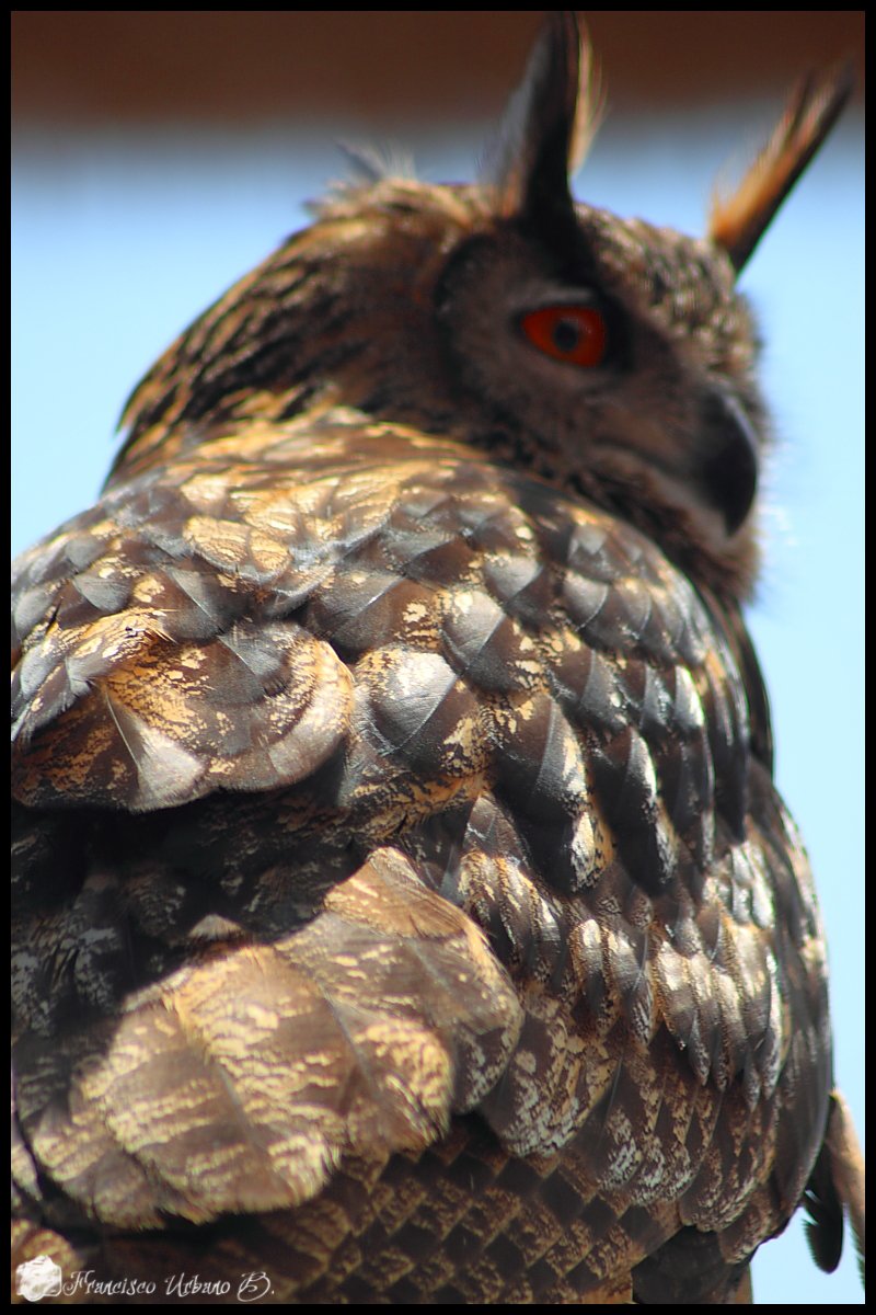 El Rincon De Fuerteventura "F.U": De Sangre Azul