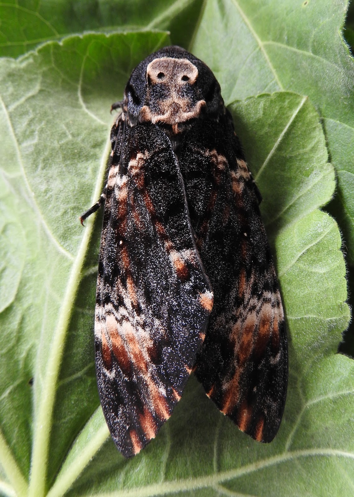 Plovers Blog: Death`s-head Hawk-moth