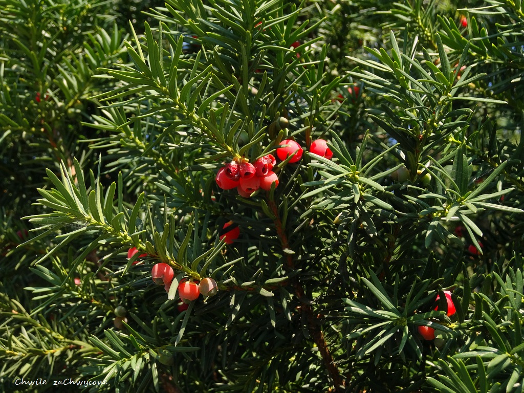 Chwile zaChwycone: Cis we wrześniu