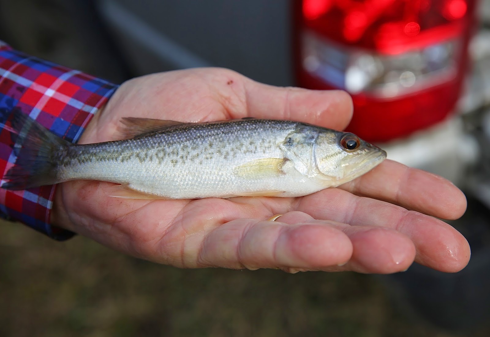 Sweet Southern Days: Restocking The Fish Pond