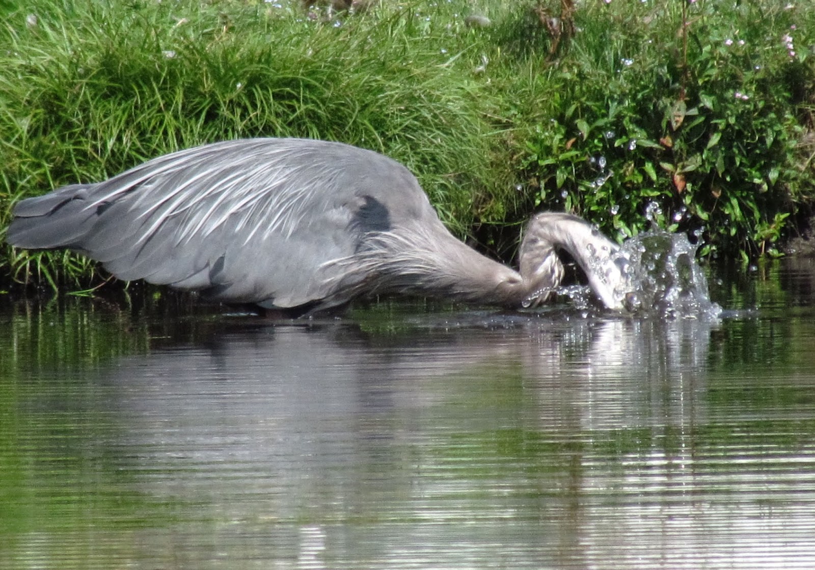 Scene Through My Eyes: A Spectacular Heron Day